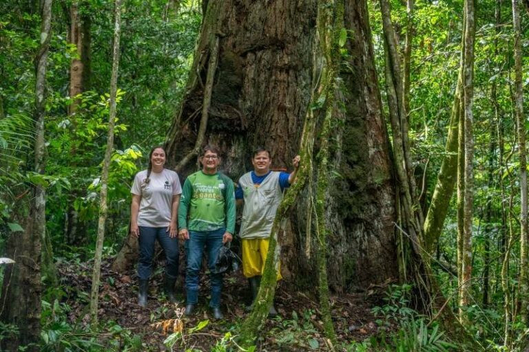 Brazil Unveils Park to Protect Latin America's Tallest Tree