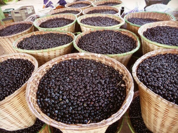 Acai Supplements Boom: The Science Behind the Superfood