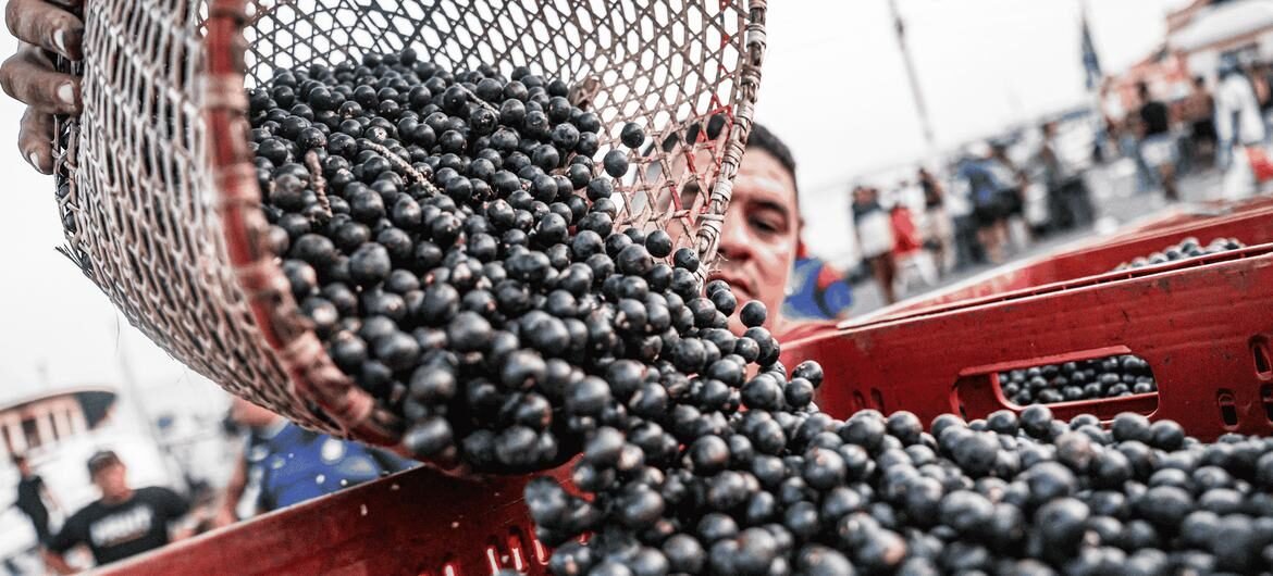 Traditional Amazon Açaí Surprises COP30 Visitors in Brazil